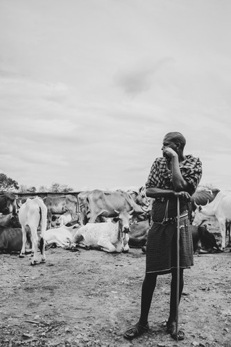 TIRAGE MAASAI ET SES VACHES | Alexia CHEVRON