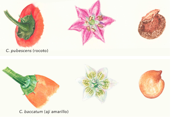 Pepper Anatomy