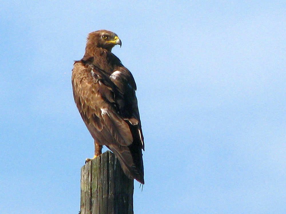 Seven endangered raptor nests found!