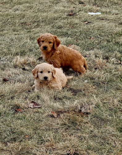 F1 Goldendoodles | Schuy-Rush Doodles