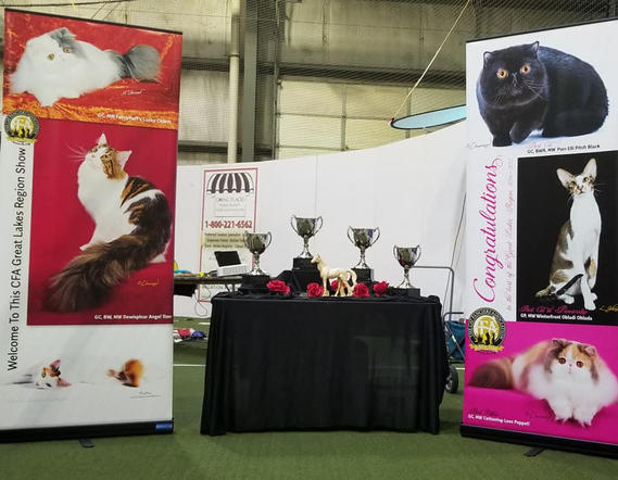 Gallery | Triple Crown Cat Fancier's Association | United States