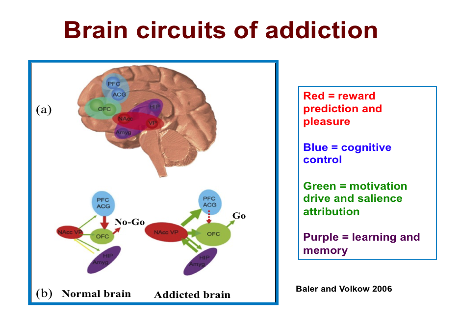 Addiction: from basic neuroscience to clinical treatments