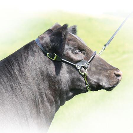 Sullivan's Classic Rolled Nose Leather Halter | Limitless Supplies