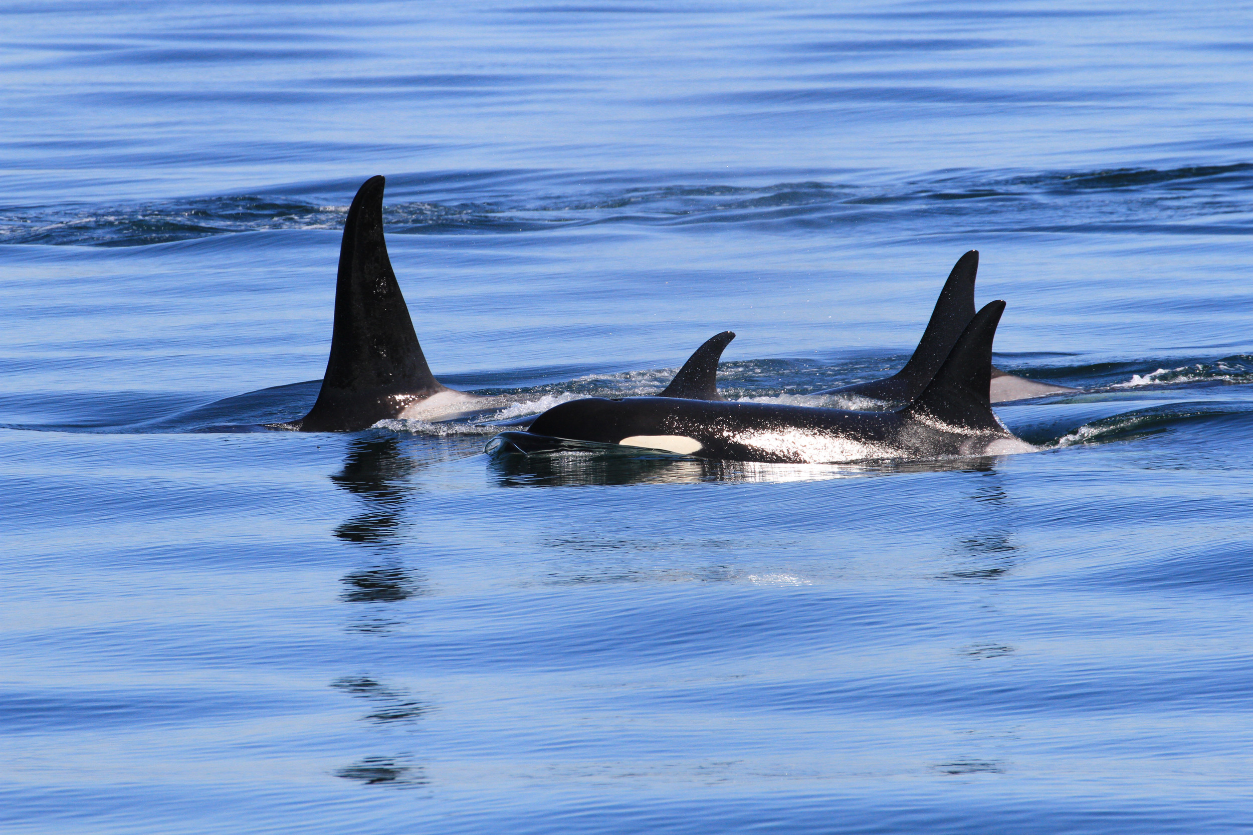 Events | Orca Action Month