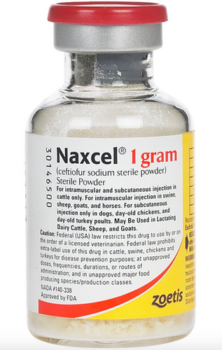 Naxcel 1 gm | Chariton