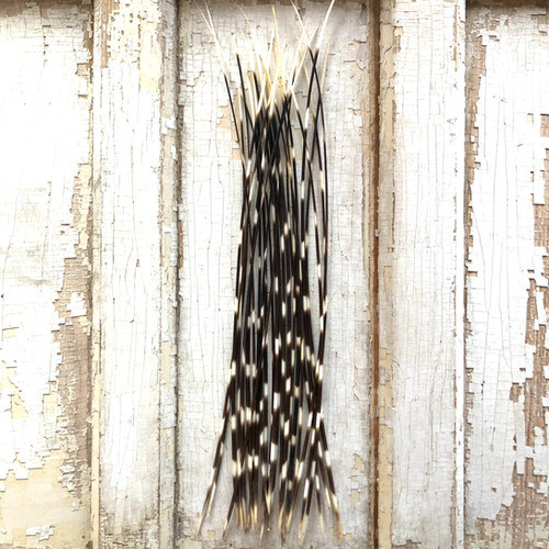 Classic Thin Porcupine Quills, Set of 25 (size, color and texture will ...