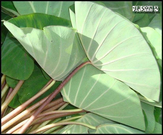 Caribbean Market: Dasheen Bush