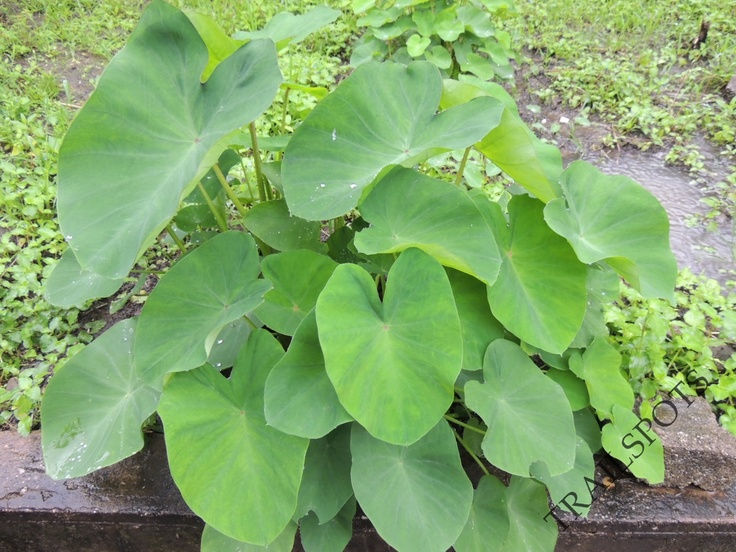 Caribbean Market: Dasheen Bush