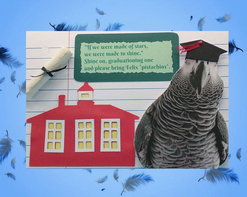 Felix Graduation Greeting Card | Snowyowlemporium