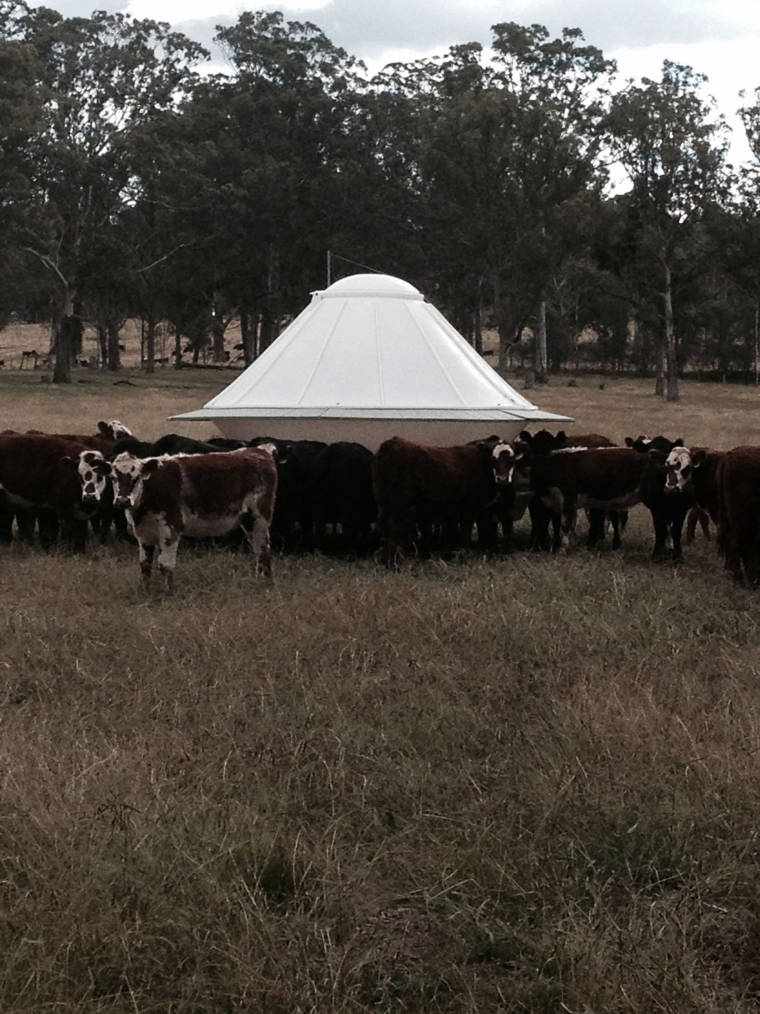 Founder of our Cattle Feeder | Bill Findlay | Roswell Ag