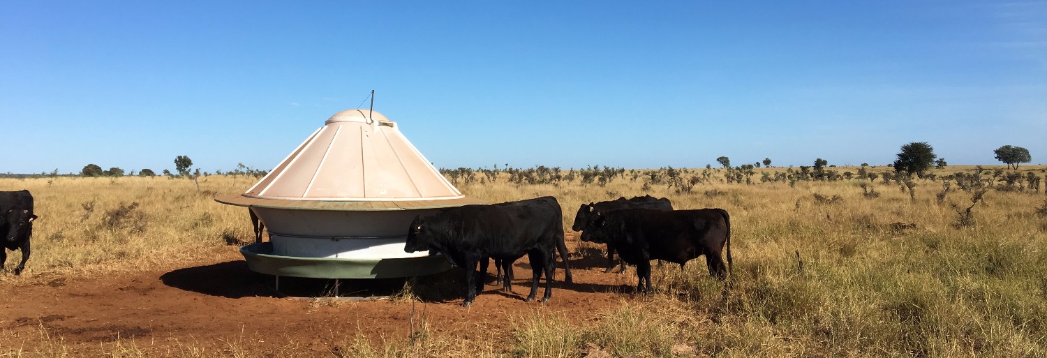 Cattle Feeder | Australian Stock Feeder | Roswell Ag