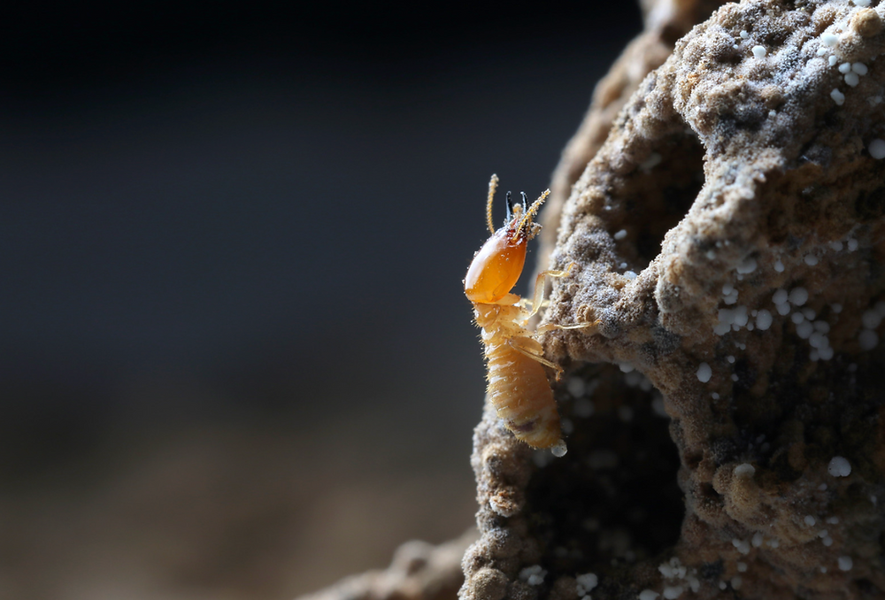 Unveiling the Truth: Are Termites Harmful to Humans?