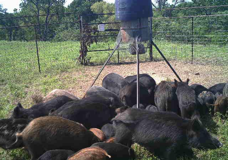 The Most Effective Hog Removal Method