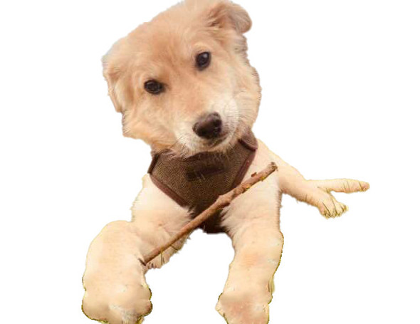 Rehoming | Saving Strays