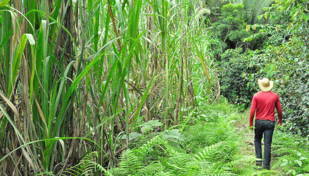Non-GMO Sugar Cane from Brazil: What You Need to Know