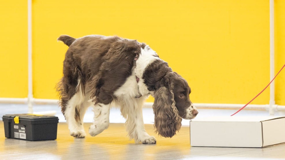 Scent Work Trials | MAKC