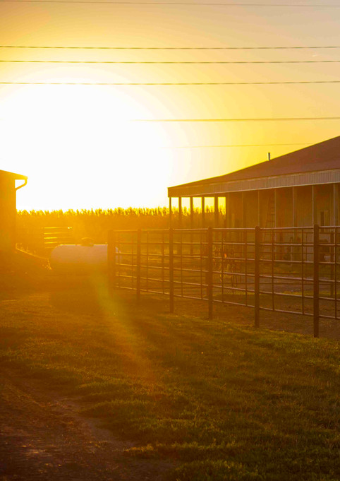 Our Gallery | Pine Hollow Stables