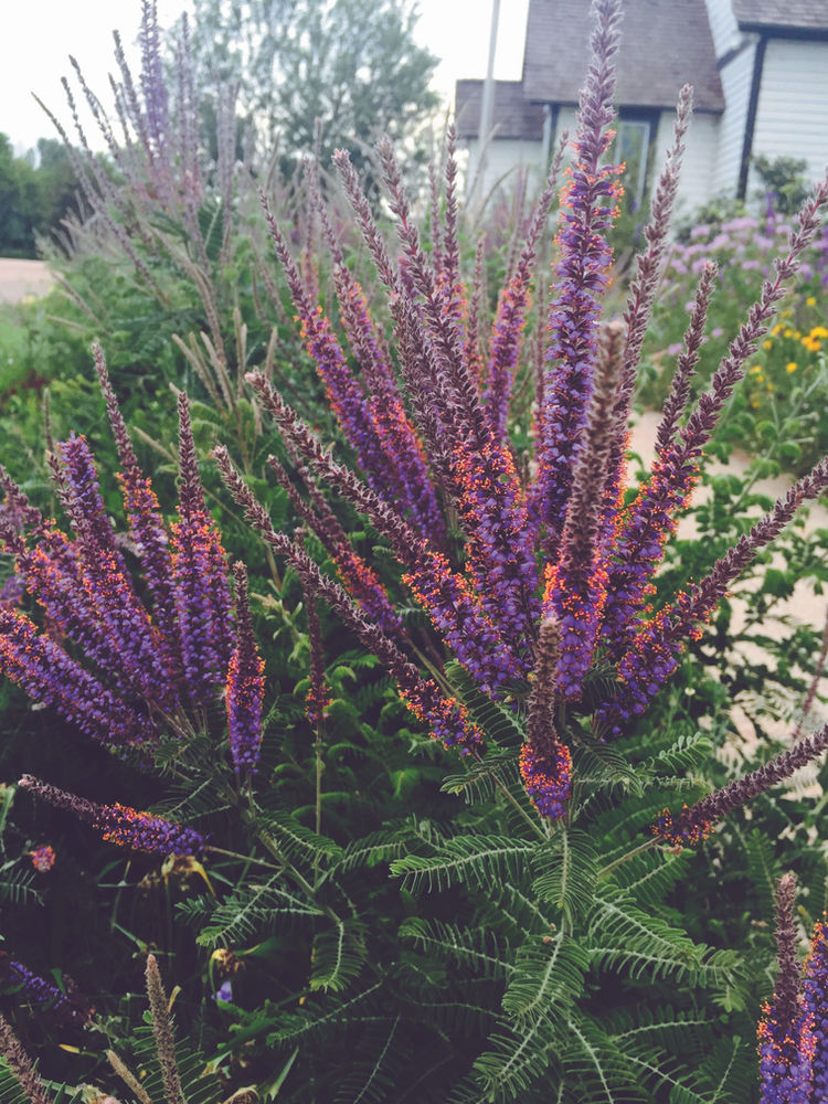 Plant This, Not That