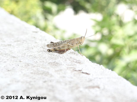 The native animals of Cyprus