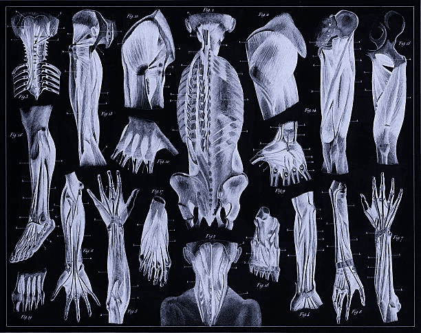 THE IMPORTANCE OF MYOLOGY AS IT PERTAINS TO PERSONAL TRAINING