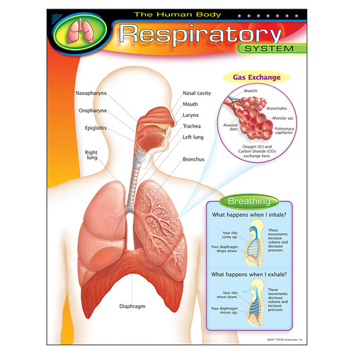 The Human Body–Respiratory System Learning Chart | Terrific Teaching To