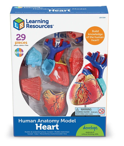 Anatomy Model - Heart | Terrific Teaching To
