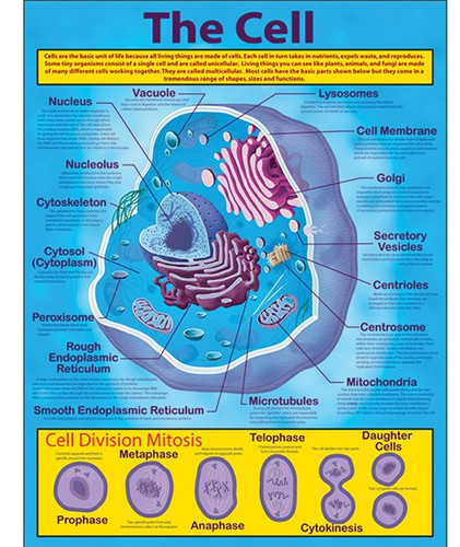 The Cell Chart | Terrific Teaching To