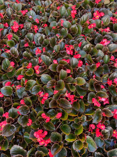 Begonia Vodka | H H Farms