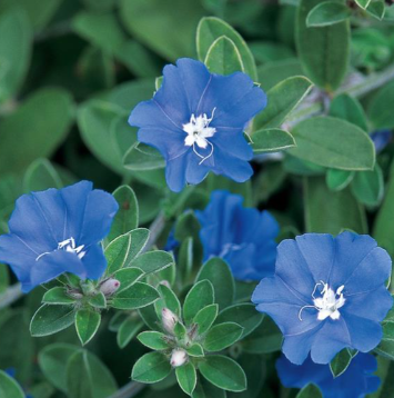 Evolvulus Blue Daze | H H Farms