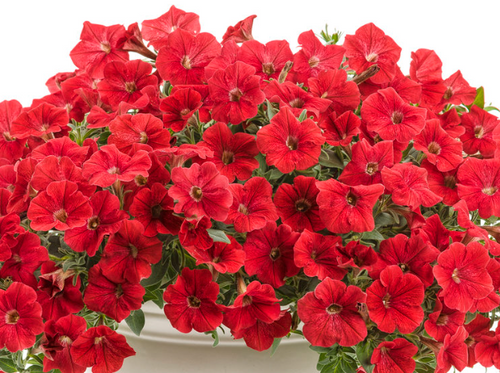 Supertunia Vista Really Red 10 ct. quarts | H H Farms