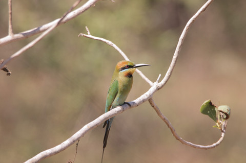 Gallery | Australian Big Game Safaris | Simon Kyle-Little