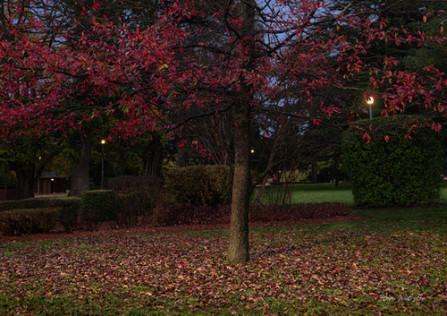 Armidale NSW - Central Park in Autumn | Photo-e-Scape