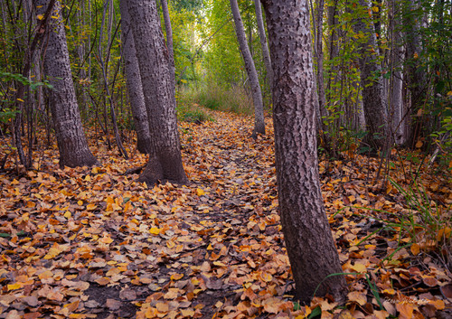 Armidale NSW - UNE in Autumn | Photo-e-Scape