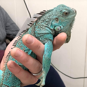 iguana normal behaviour