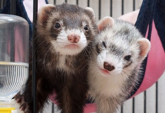 do ferrets hide things