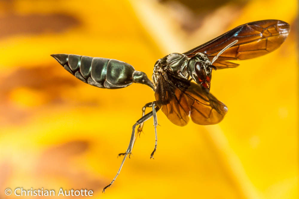 PHOTOGRAPHIER DES INSECTES EN VOL