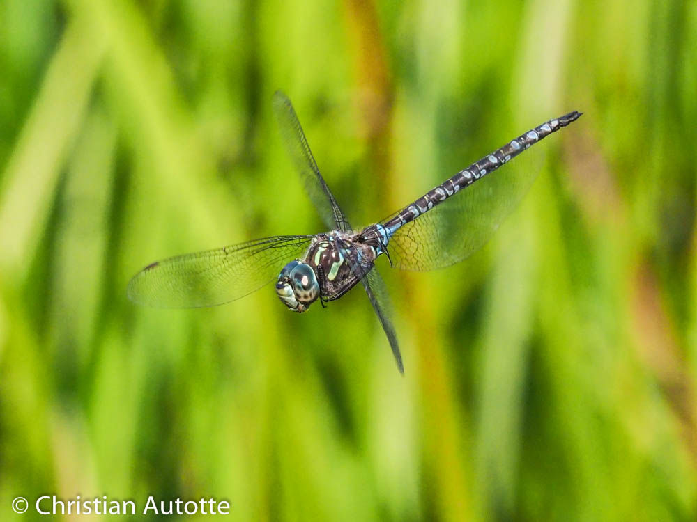 PHOTOGRAPHIER DES INSECTES EN VOL