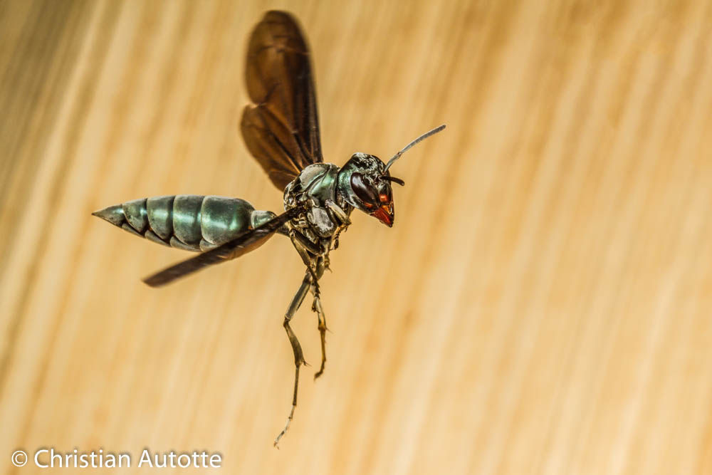 PHOTOGRAPHIER DES INSECTES EN VOL