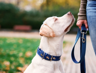 Free Online Dog Training Workshop | The Pet Fact Files