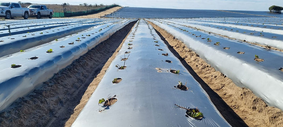 GALLERY | Solar Shrink