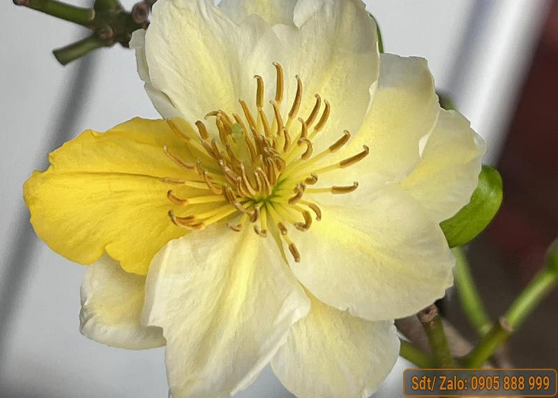 Phân Bón Cho Mai Vàng Tốt Nhất | Cresta Gems