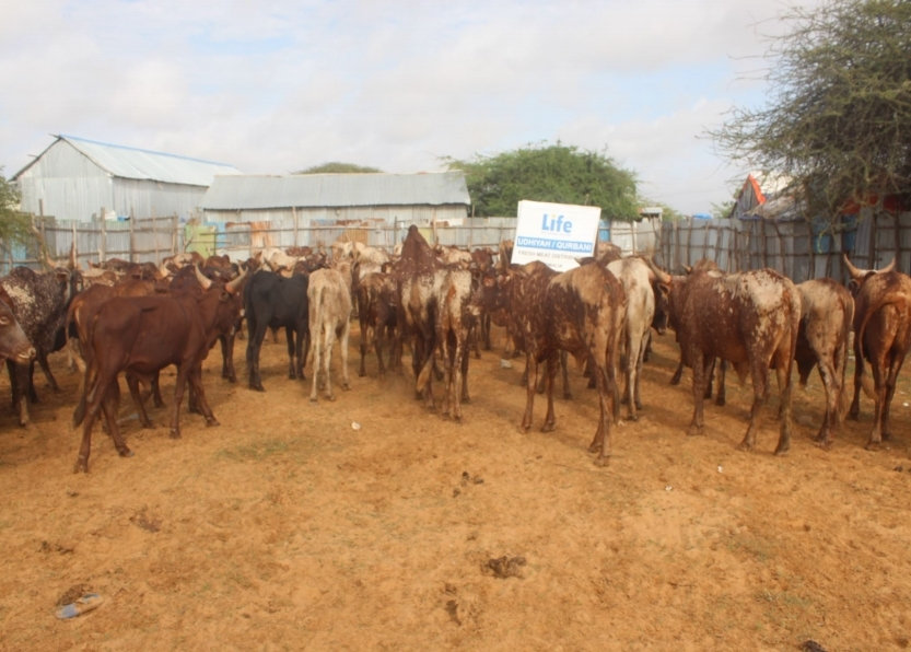 LIFE Distributes Fresh Meat in Somalia