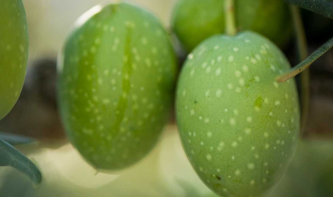 Tina Caputo - Wine, Food, Beer and Travel Writer