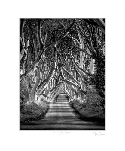 Dark Hedges (BW) | TDPhotography