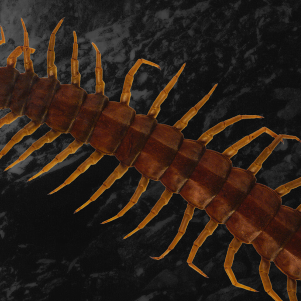 Fireco Monster | Ballyraven, the Cryptozoologist's Field Guide