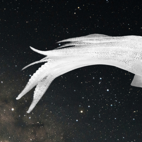 Flying Squid | Ballyraven, the Cryptozoologist's Field Guide