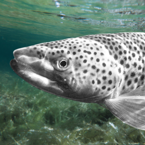 Fur-Bearing Fish | Ballyraven, the Cryptozoologist's Field Guide