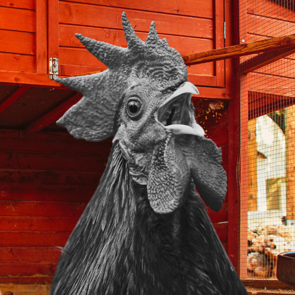 Devil Bird | Ballyraven, the Cryptozoologist's Field Guide