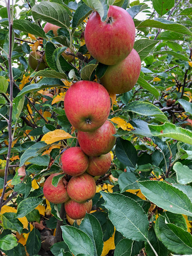 Cox Apple Tree | White House Farm