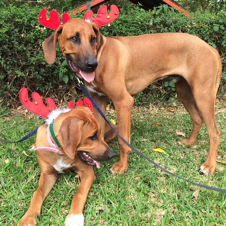 Home | Rhodesian Ridgeback Club of Queensland Inc
